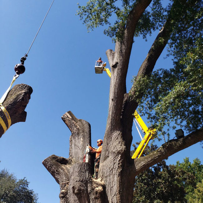 Tree Services in Raleigh & Beyond | A Plus Tree & Crane