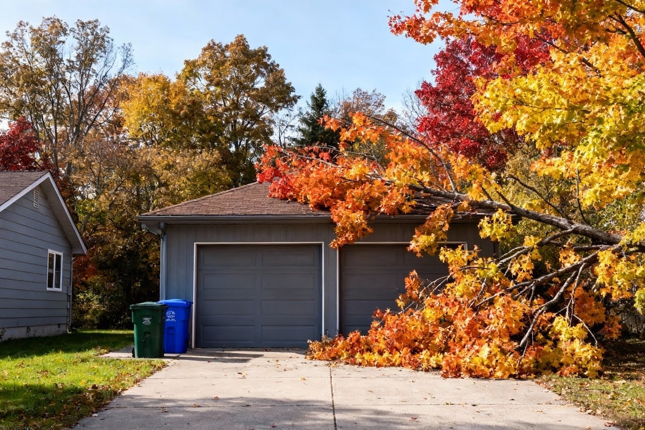 The Costly Mistakes Homeowners Make With Trees in the Fall | A+ Tree ...