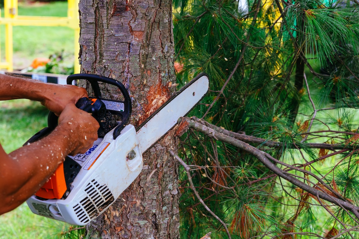 The Hidden Dangers of DIY Tree Work (And What It Could Really Cost You ...