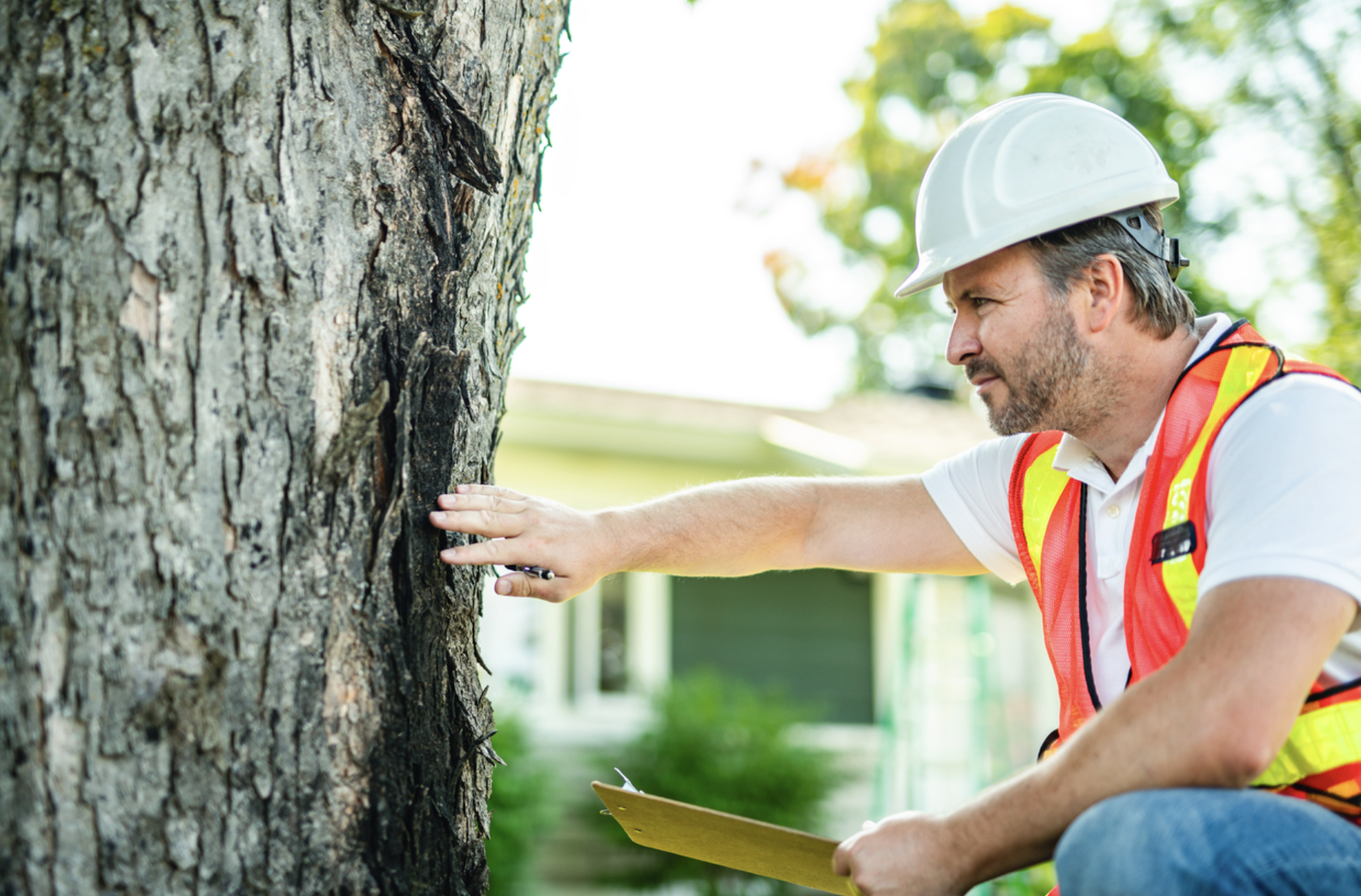 Tree Work Pricing Explained: Essential Cost Factors to Know | A+ Tree ...